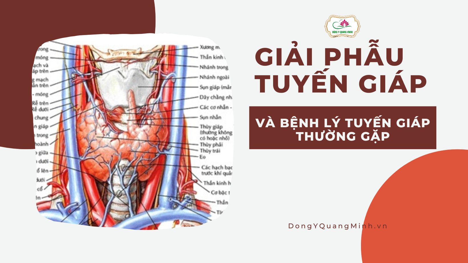Giải Phẫu Tuyến Giáp Và Bệnh Lý Tuyến Giáp Thường Gặp - ĐÔNG Y QUANG MINH