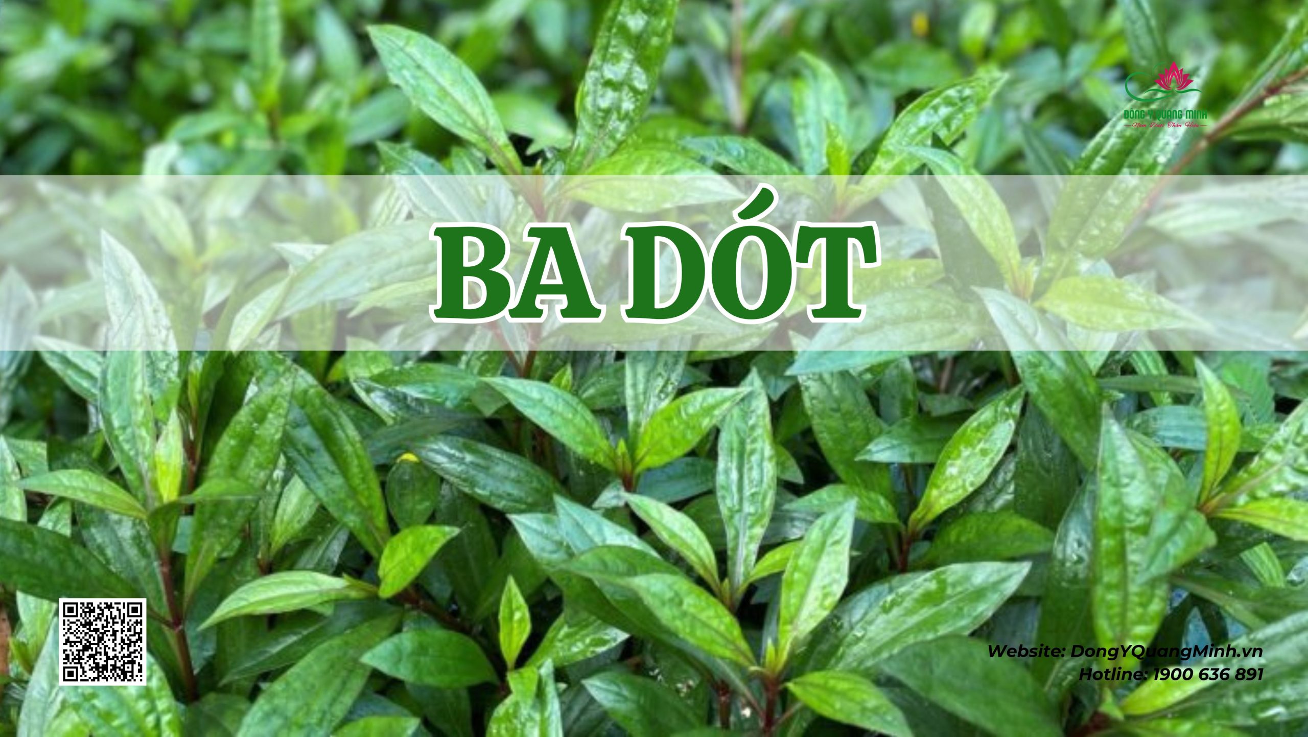 Ba dót - Ayapana triplinervis , Asteraceae - ĐÔNG Y QUANG MINH