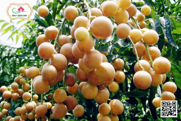 Quất Hồng Bì - Vị Thuốc Nhiều Công Dụng Trong Đông Y